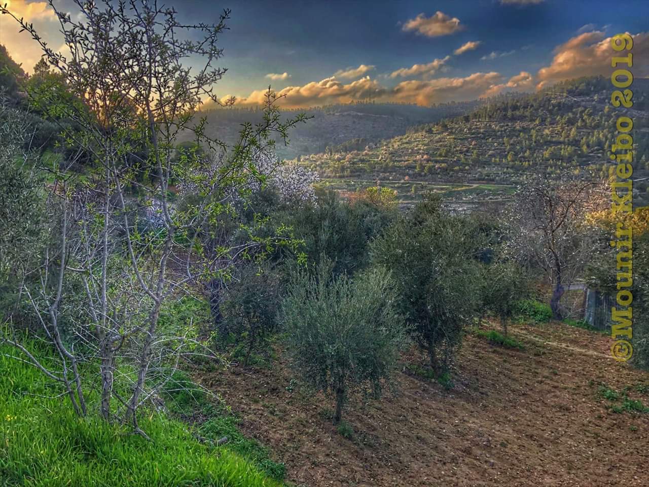 Al-Walaja: The Beautiful Palestinian Village – Palestine Issue Magazine