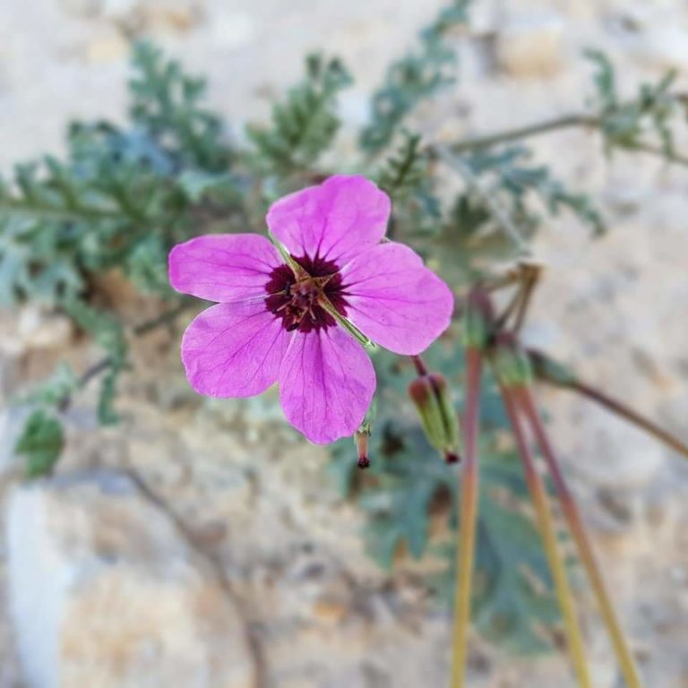 Beautiful Flowers from Palestine Mountains! – Palestine Issue Magazine