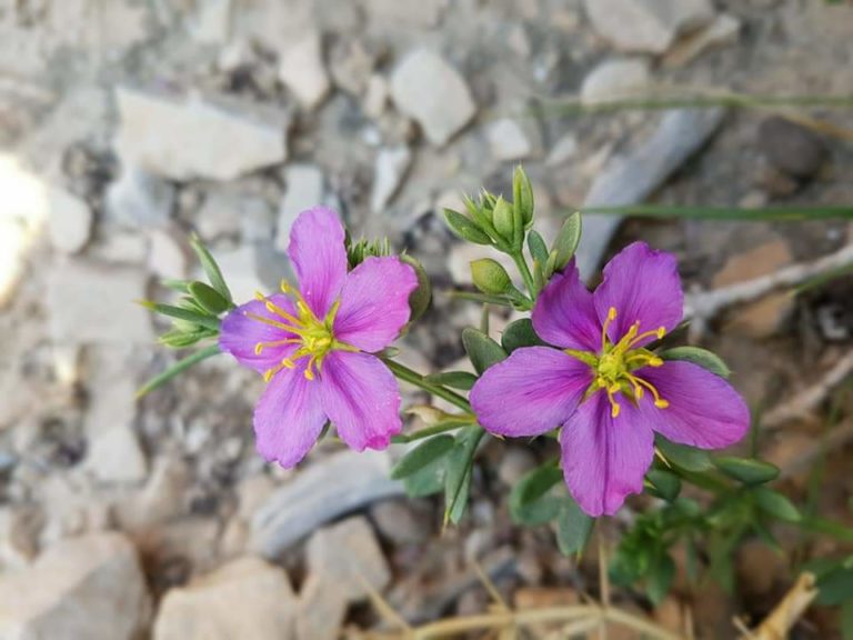 Beautiful Flowers from Palestine Mountains! – Palestine Issue Magazine